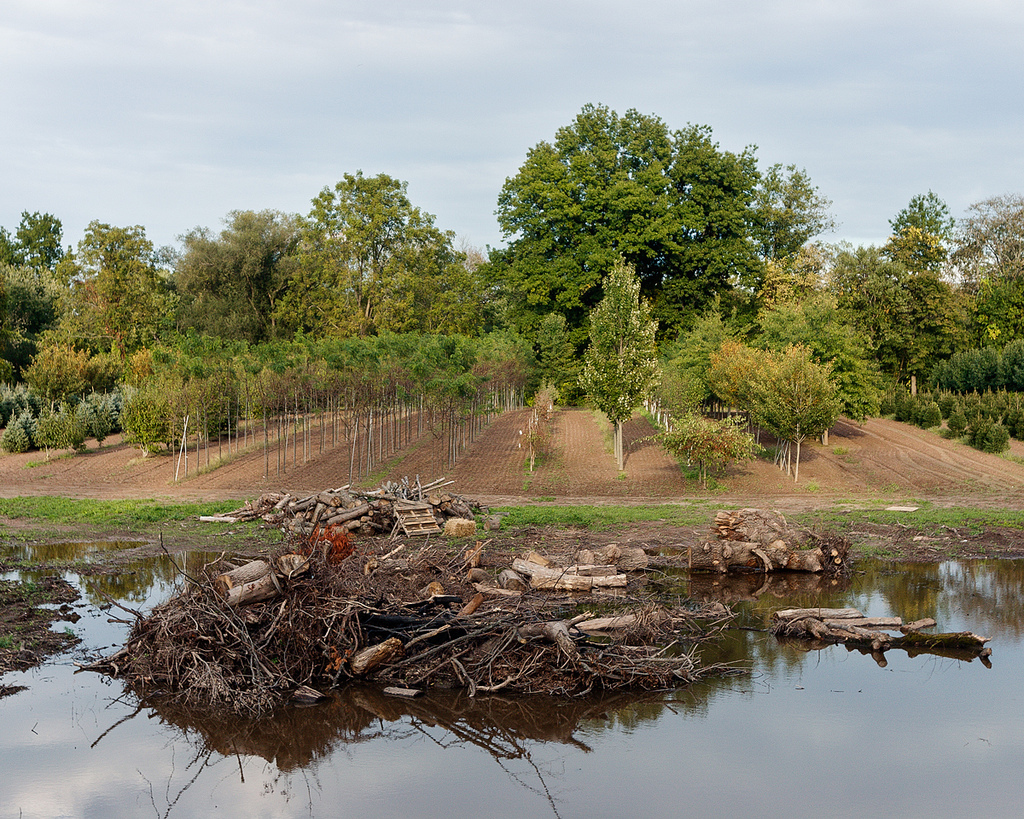 Tree Farm Pond with Stumps – Catskill Waters